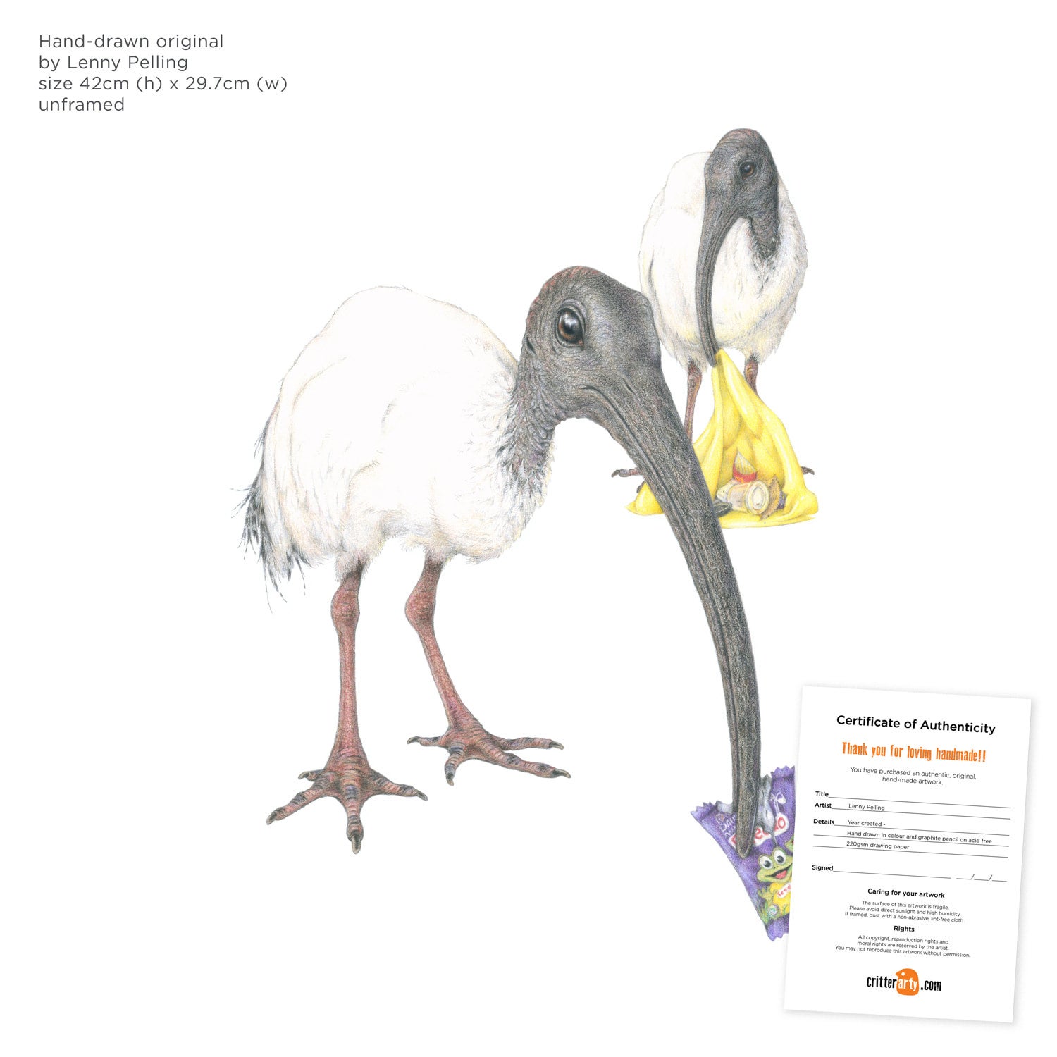 Original Bin Chicken (Ibis) Pencil Drawing | Critterarty