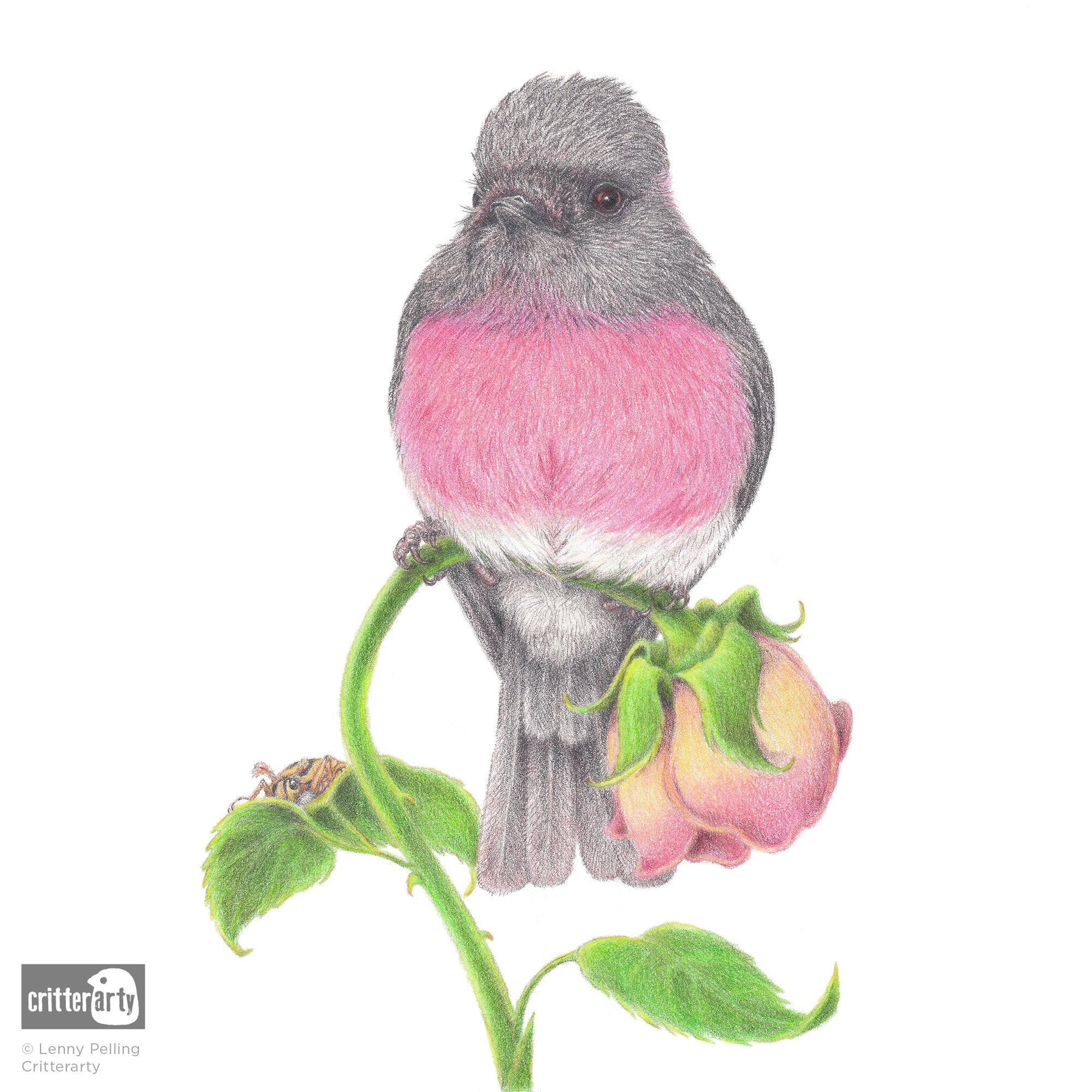 Rose Robin Limited Edition Print | Critterarty